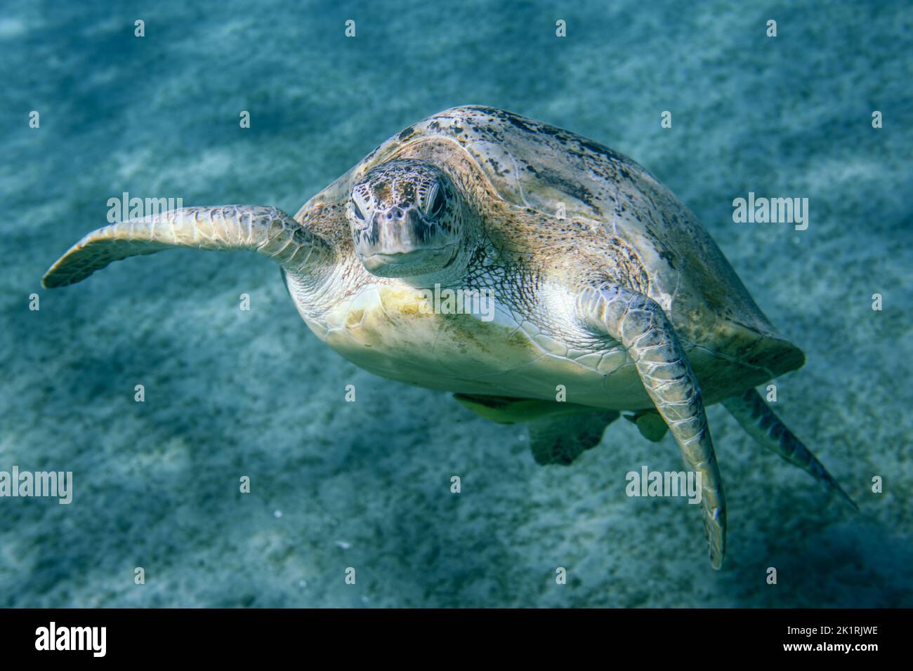 Big Red Sea Turtles near the Marsa Alam Beach Beach, Egypt Stock Photo ...
