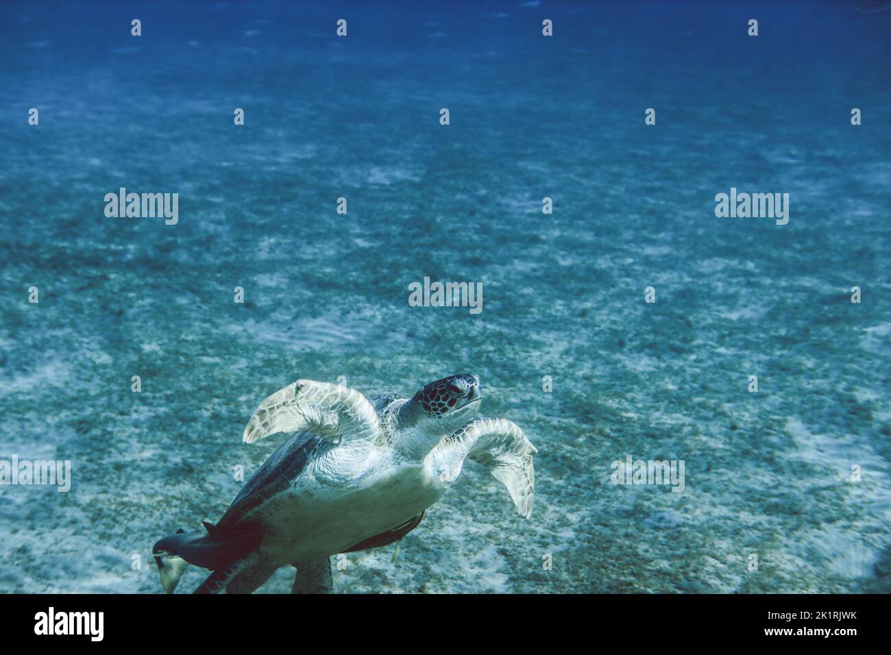 Big Red Sea Turtles near the Marsa Alam Beach Beach, Egypt Stock Photo ...