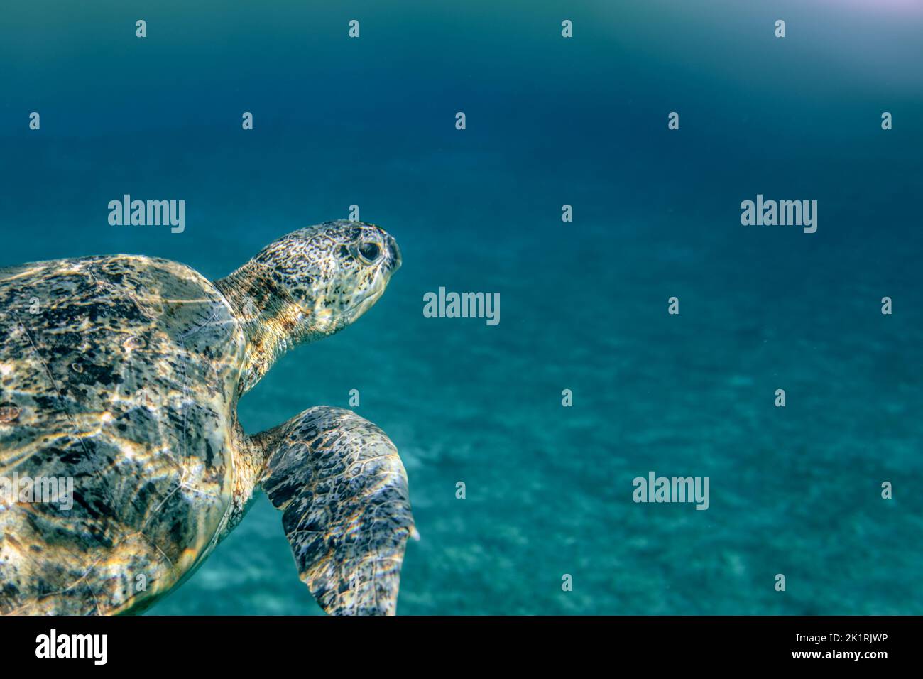Big Red Sea Turtles near the Marsa Alam Beach Beach, Egypt Stock Photo ...
