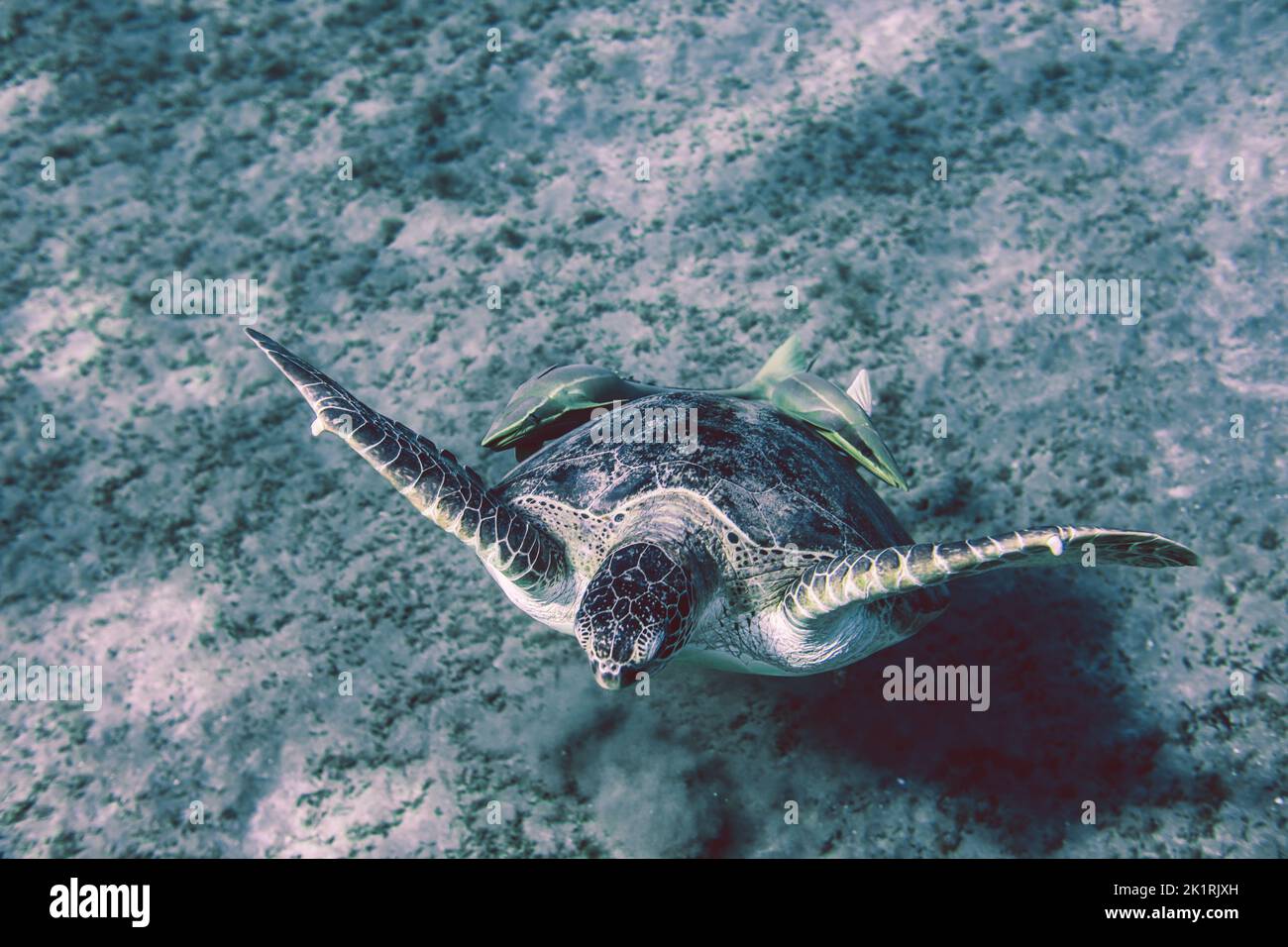 Big Red Sea Turtles near the Marsa Alam Beach Beach, Egypt Stock Photo ...