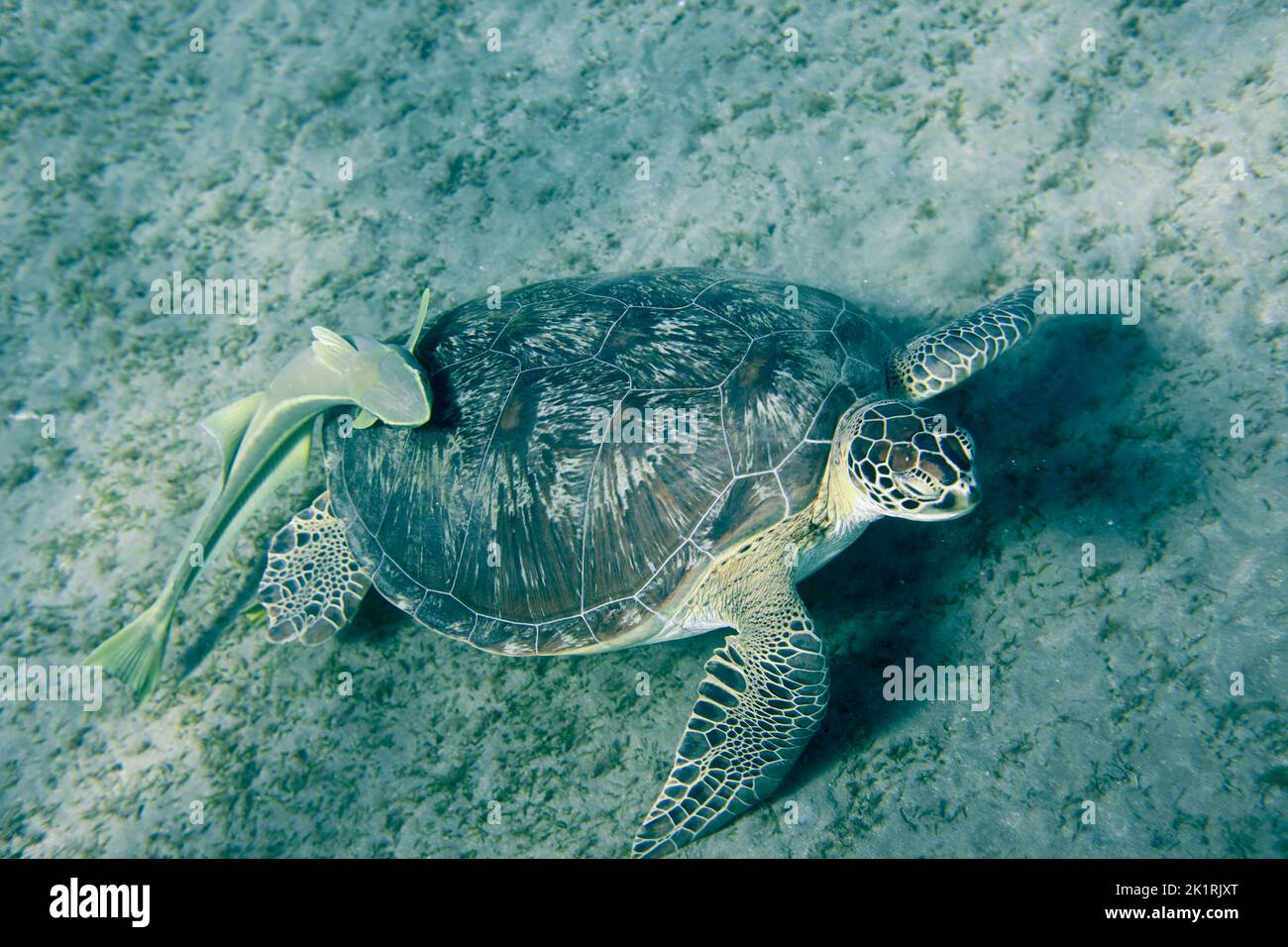 Big Red Sea Turtles near the Marsa Alam Beach Beach, Egypt Stock Photo ...