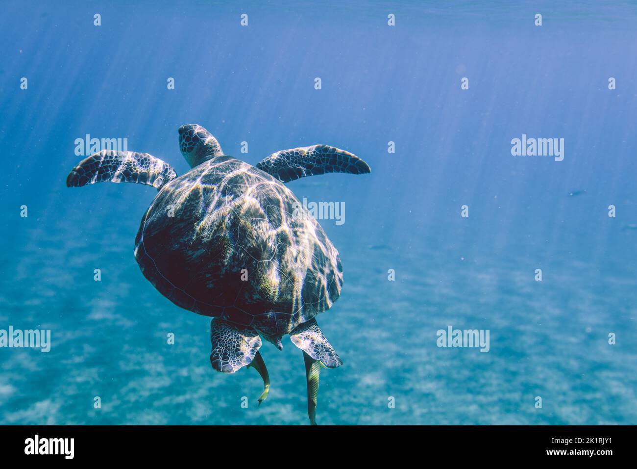 Big Red Sea Turtles near the Marsa Alam Beach Beach, Egypt Stock Photo ...