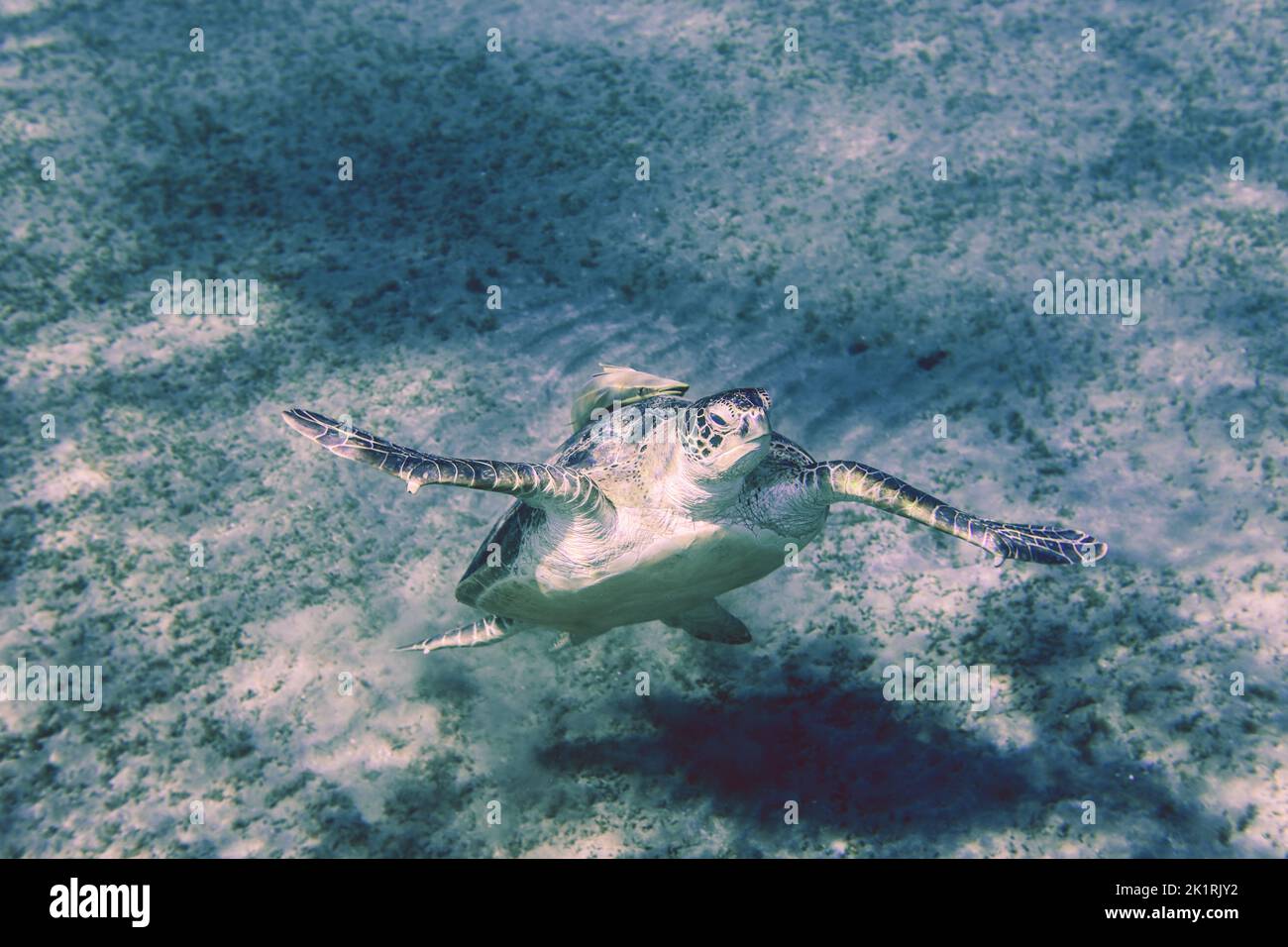 Big Red Sea Turtles near the Marsa Alam Beach Beach, Egypt Stock Photo ...