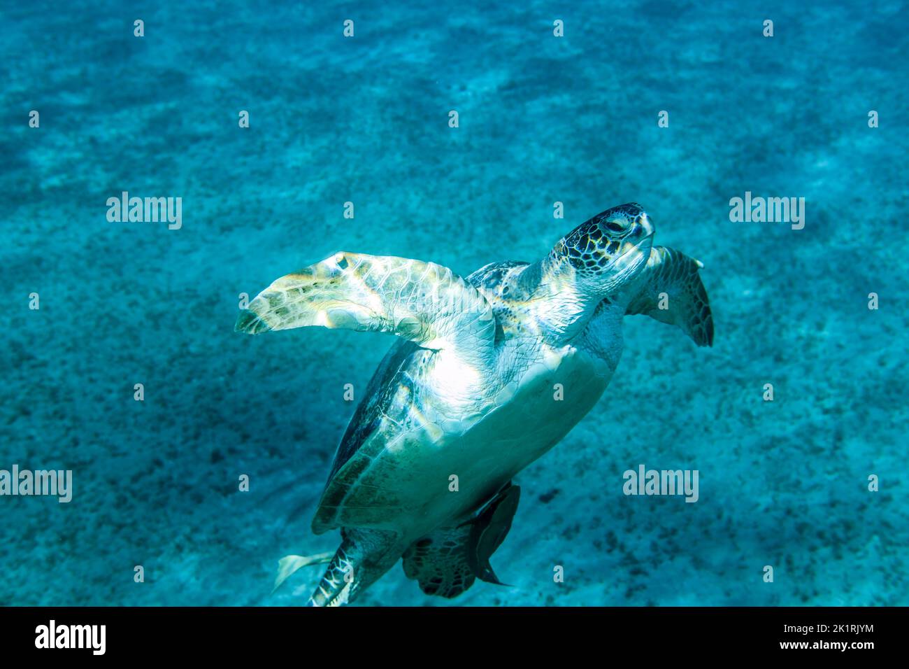 Big Red Sea Turtles near the Marsa Alam Beach Beach, Egypt Stock Photo ...