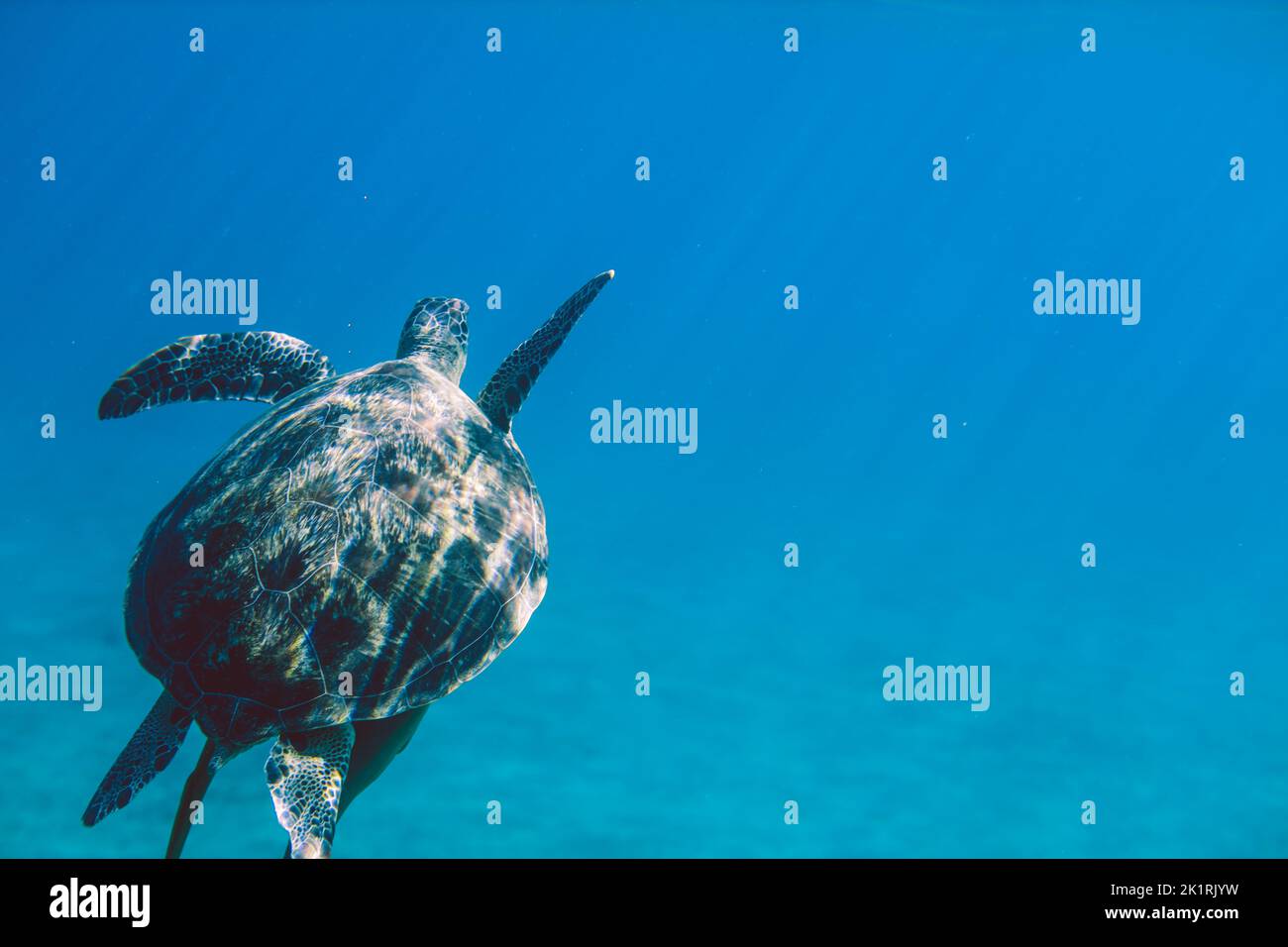 Big Red Sea Turtles near the Marsa Alam Beach Beach, Egypt Stock Photo ...
