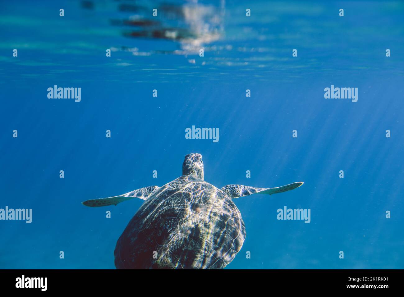Big Red Sea Turtles near the Marsa Alam Beach Beach, Egypt Stock Photo ...