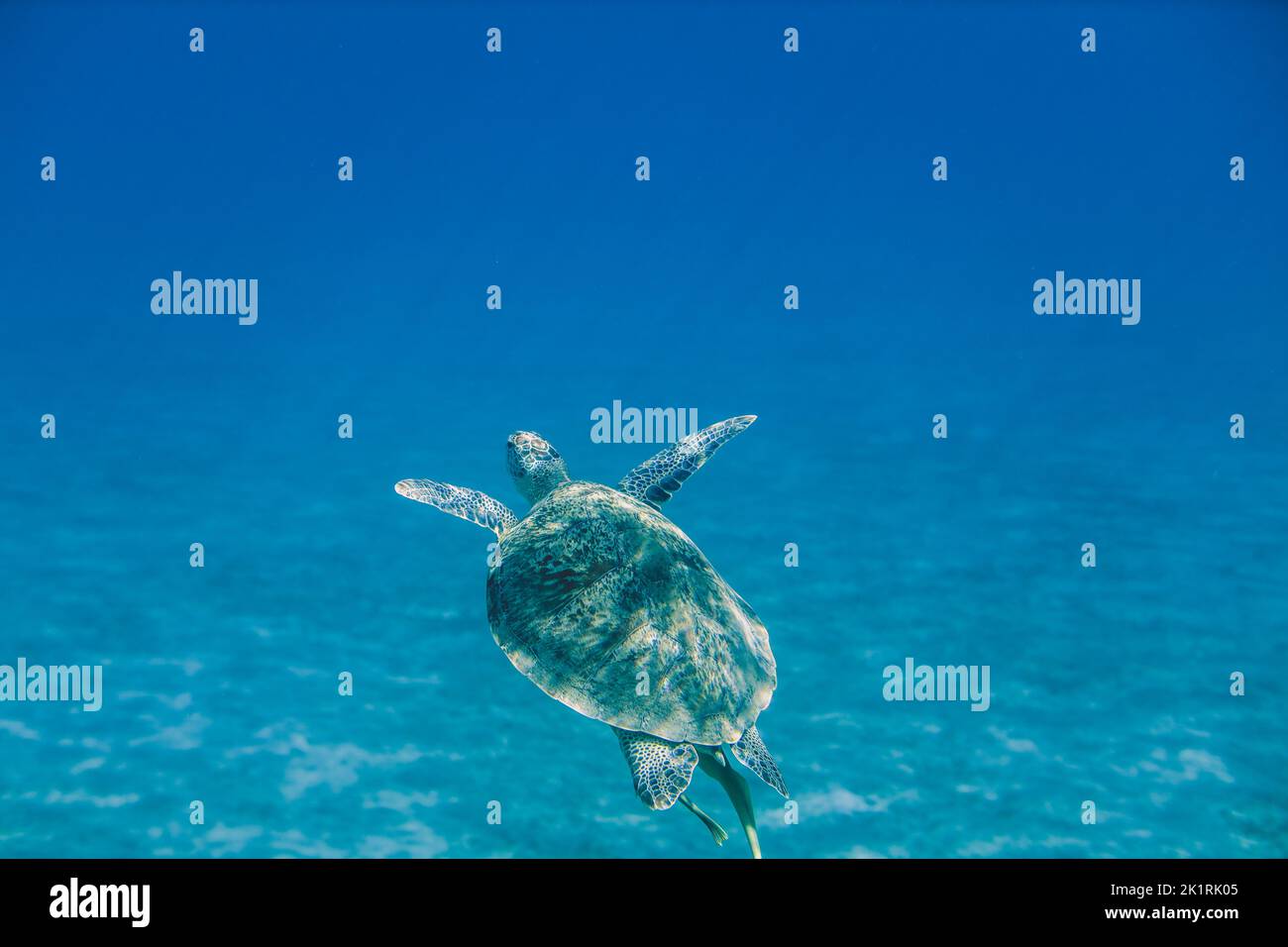 Big Red Sea Turtles near the Marsa Alam Beach Beach, Egypt Stock Photo ...