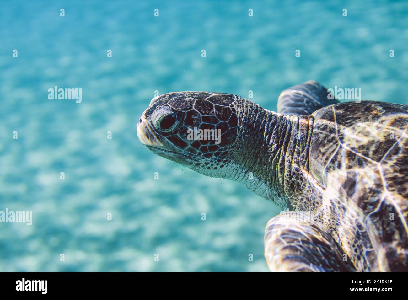 Big Red Sea Turtles near the Marsa Alam Beach Beach, Egypt Stock Photo ...