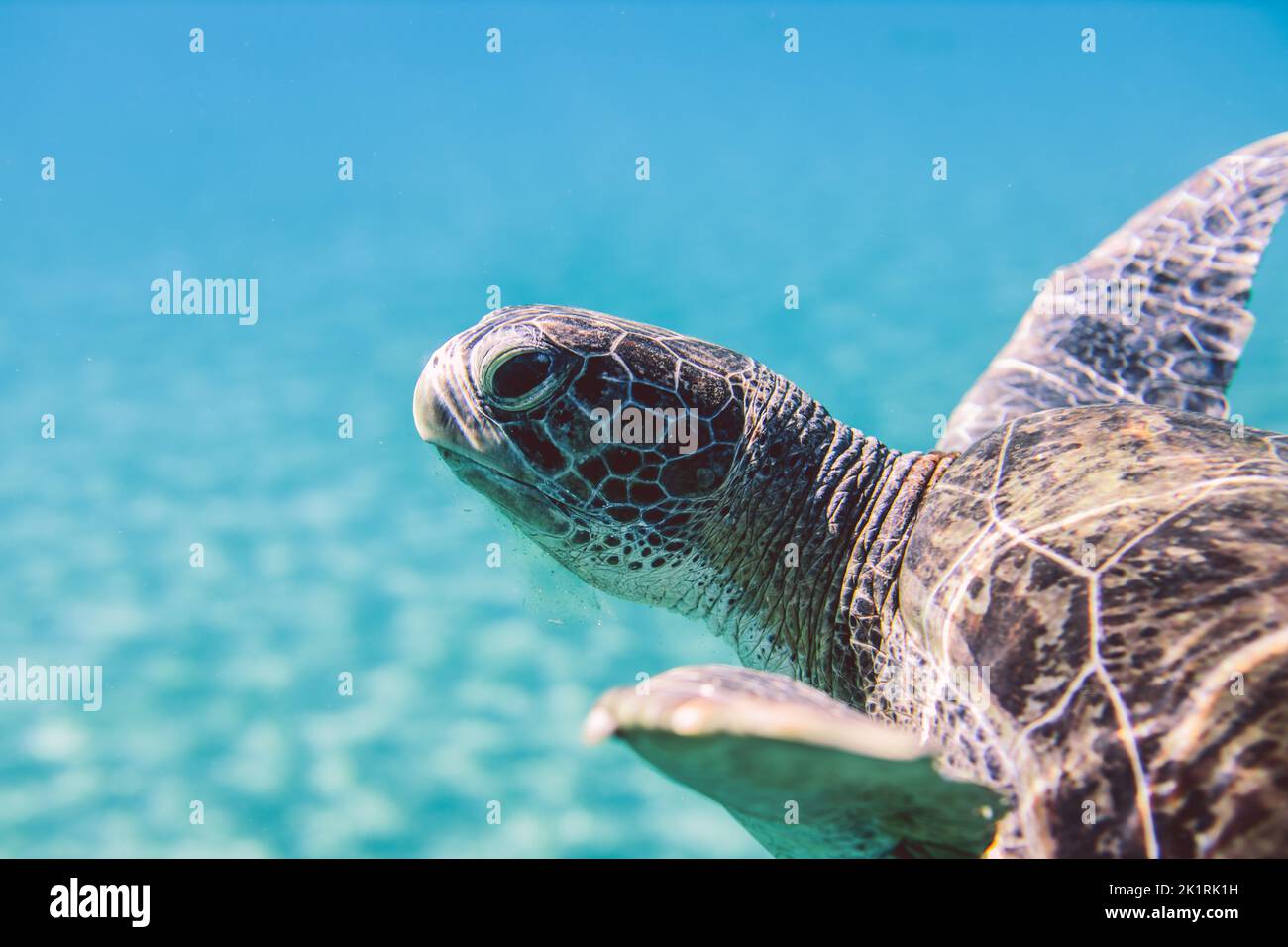 Big Red Sea Turtles near the Marsa Alam Beach Beach, Egypt Stock Photo ...