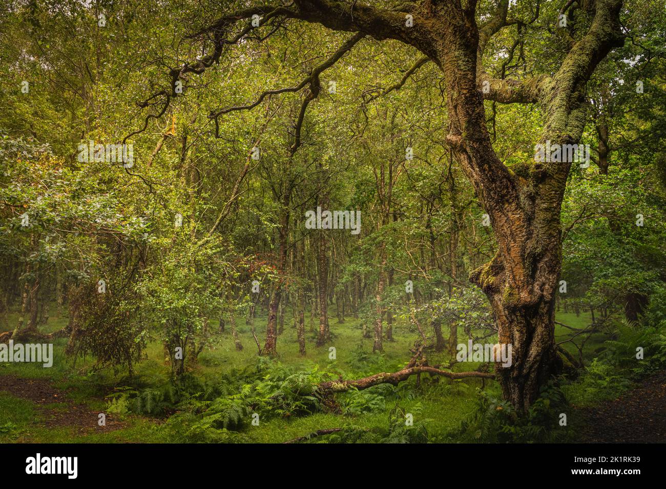 Majestic old tree covered in moss and illuminated by sunlight in moody ...