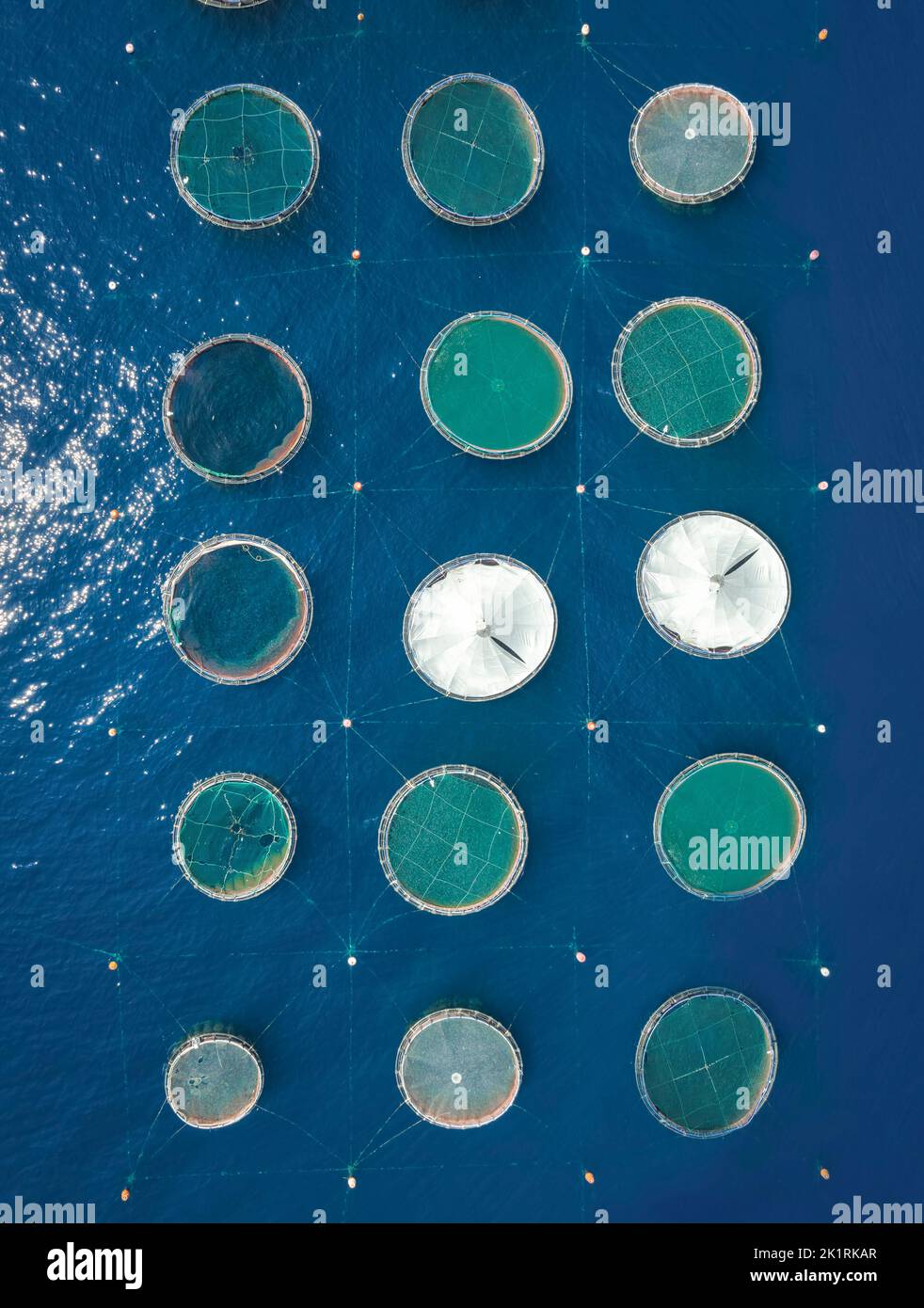 Aerial top down view at the circle shaped nets at a fish farm Stock ...