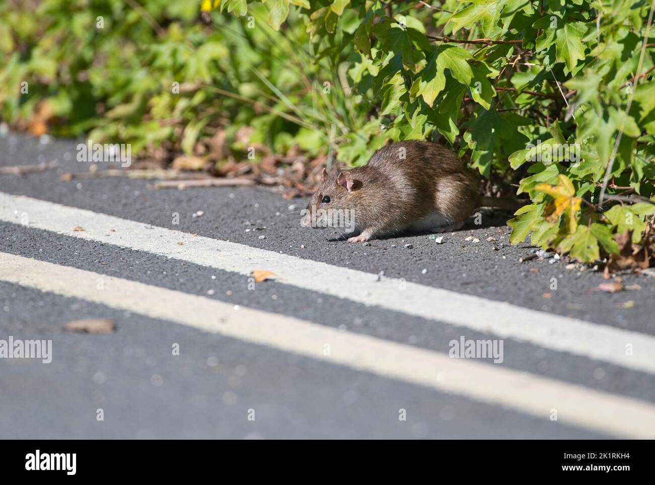 Brown rat (Rattus norvegicus) about to cross a road in a built-up area ...
