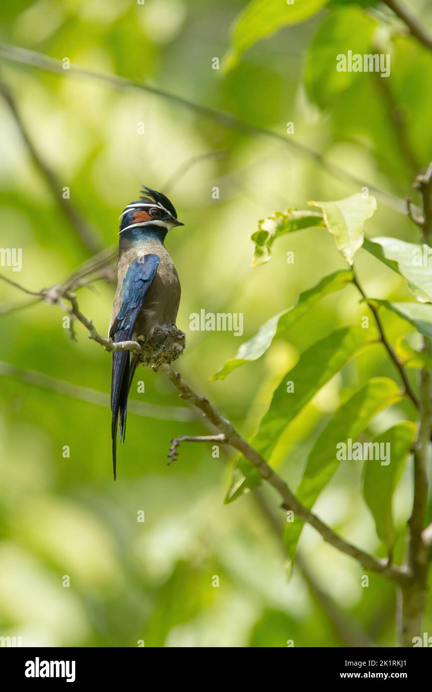 Male whiskered treeswift (Hemiprocne comata) sitting on the tiny cup ...