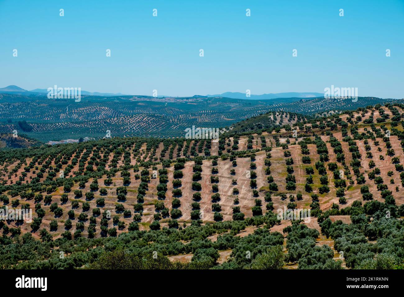 a view of an olive grove in Rute, Andalusia, Spain, and Encinas Reales ...