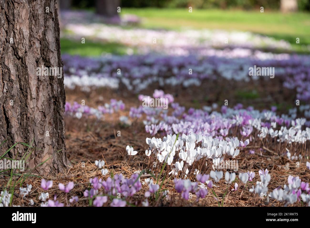 Clumps of white and pink cyclamen hederifolium flowers growing under a ...