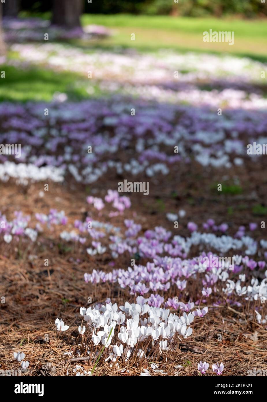 Clumps of white and pink cyclamen hederifolium flowers growing under a ...