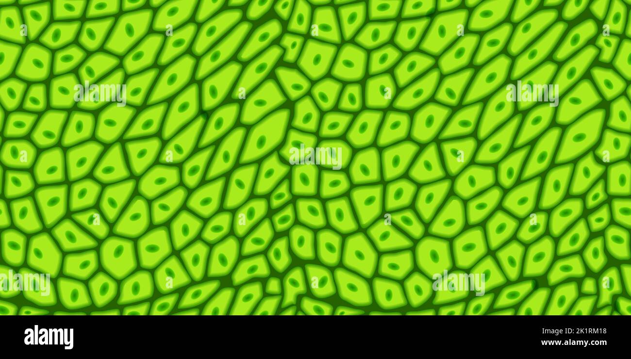 Plant cell texture under a microscope or abstract green seamless ...