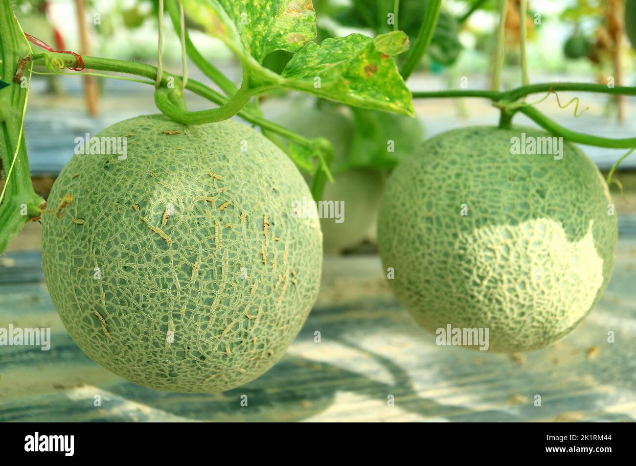 Green muskmelon cucumis melo hi-res stock photography and images - Alamy