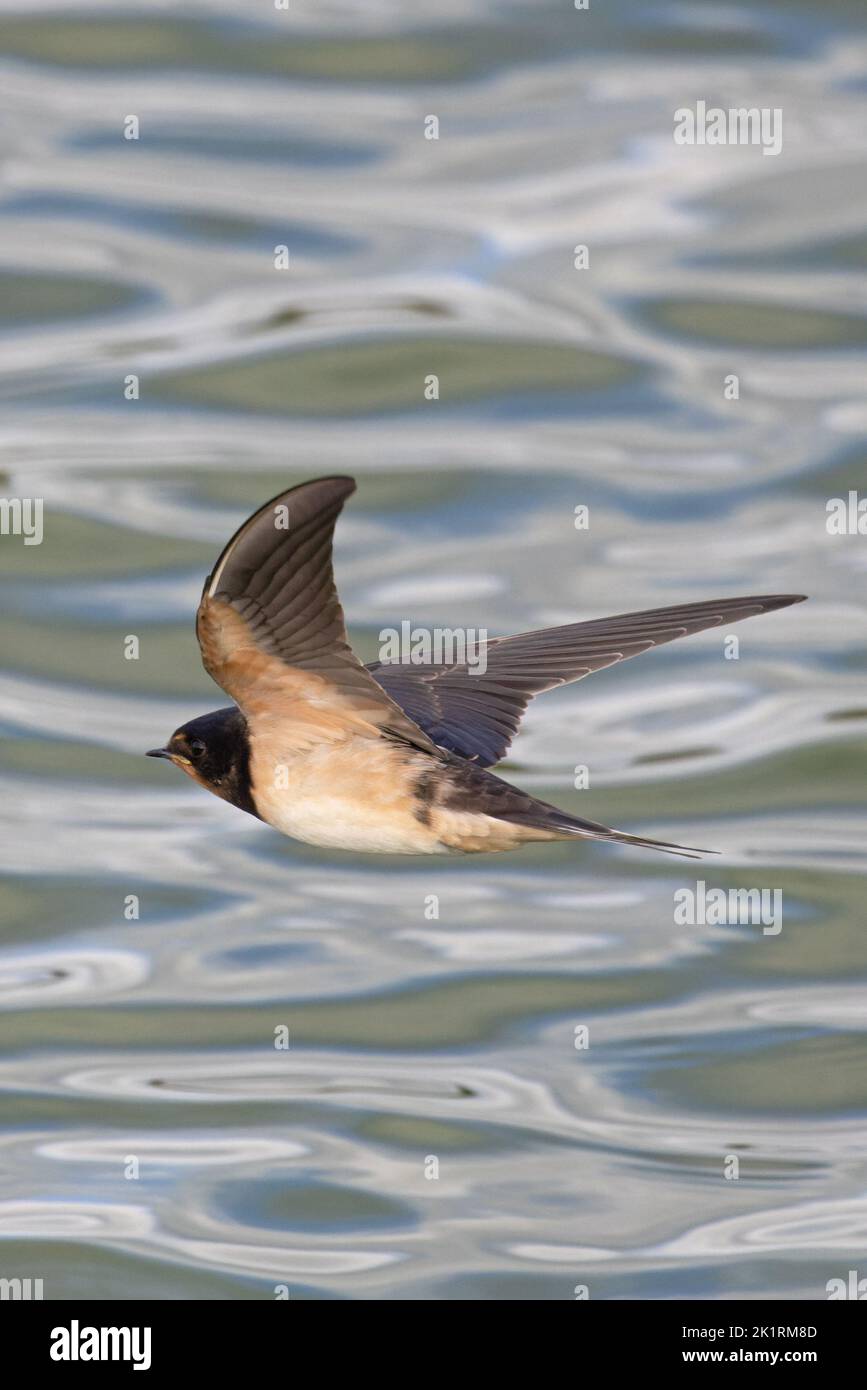 Barn Swallow (Hirundo rustica) juvenile flying Norfolk GB UK September ...