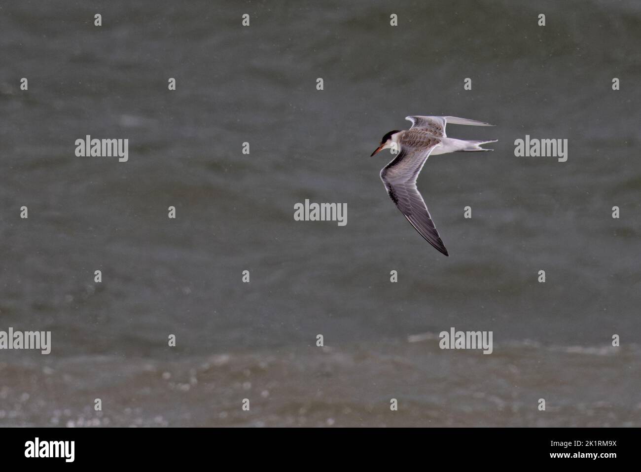 Common Tern (Sterna hirundo) juvenile flying Norfolk GB UK September ...