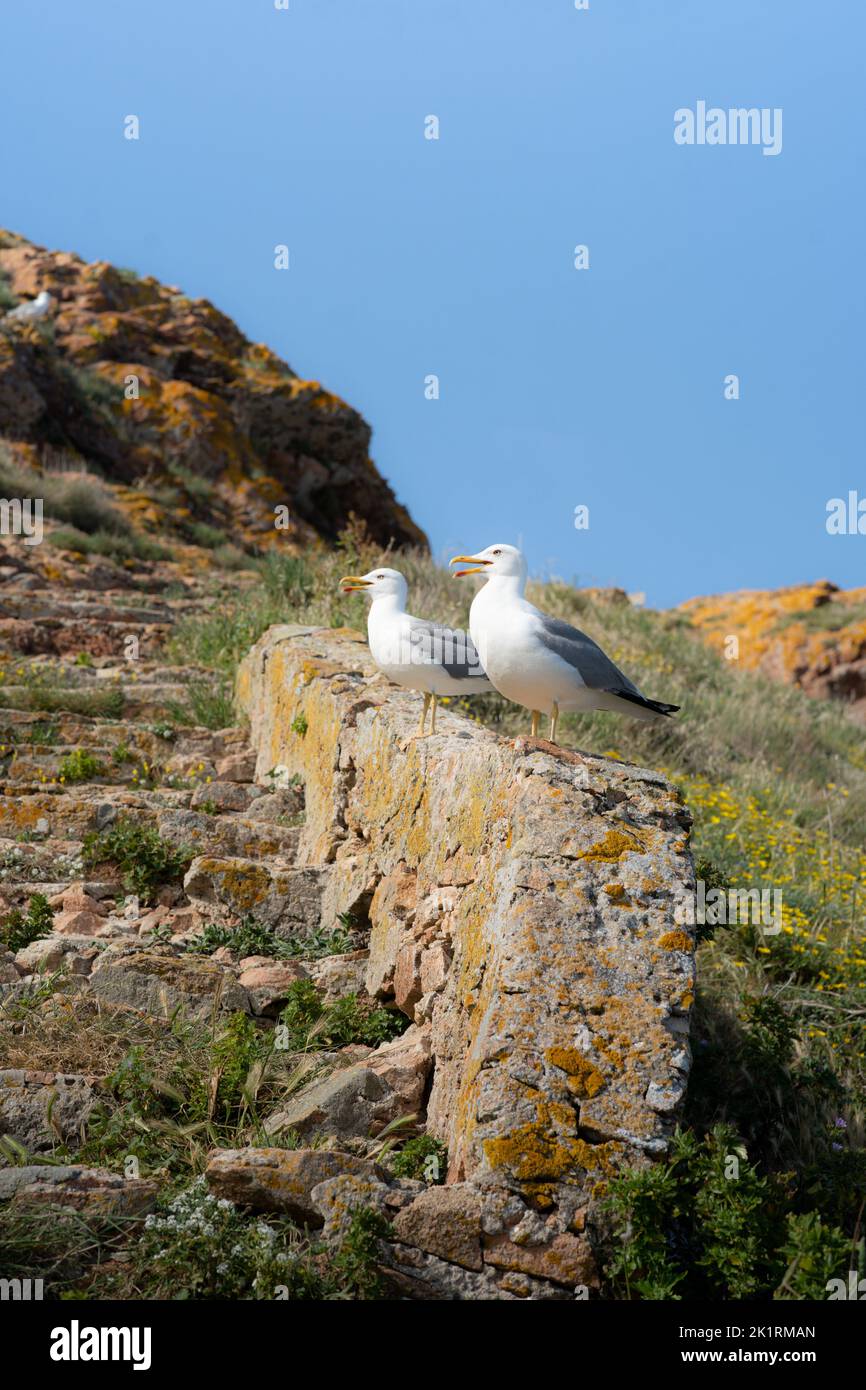 Two seagulls on a stone structure Stock Photo - Alamy