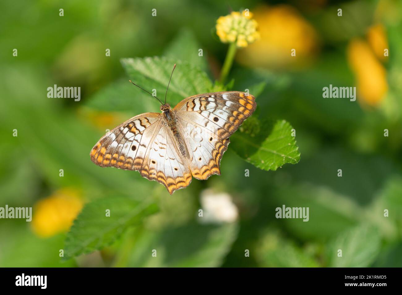 A closeup shot of a white peacock on the blurry background Stock Photo ...