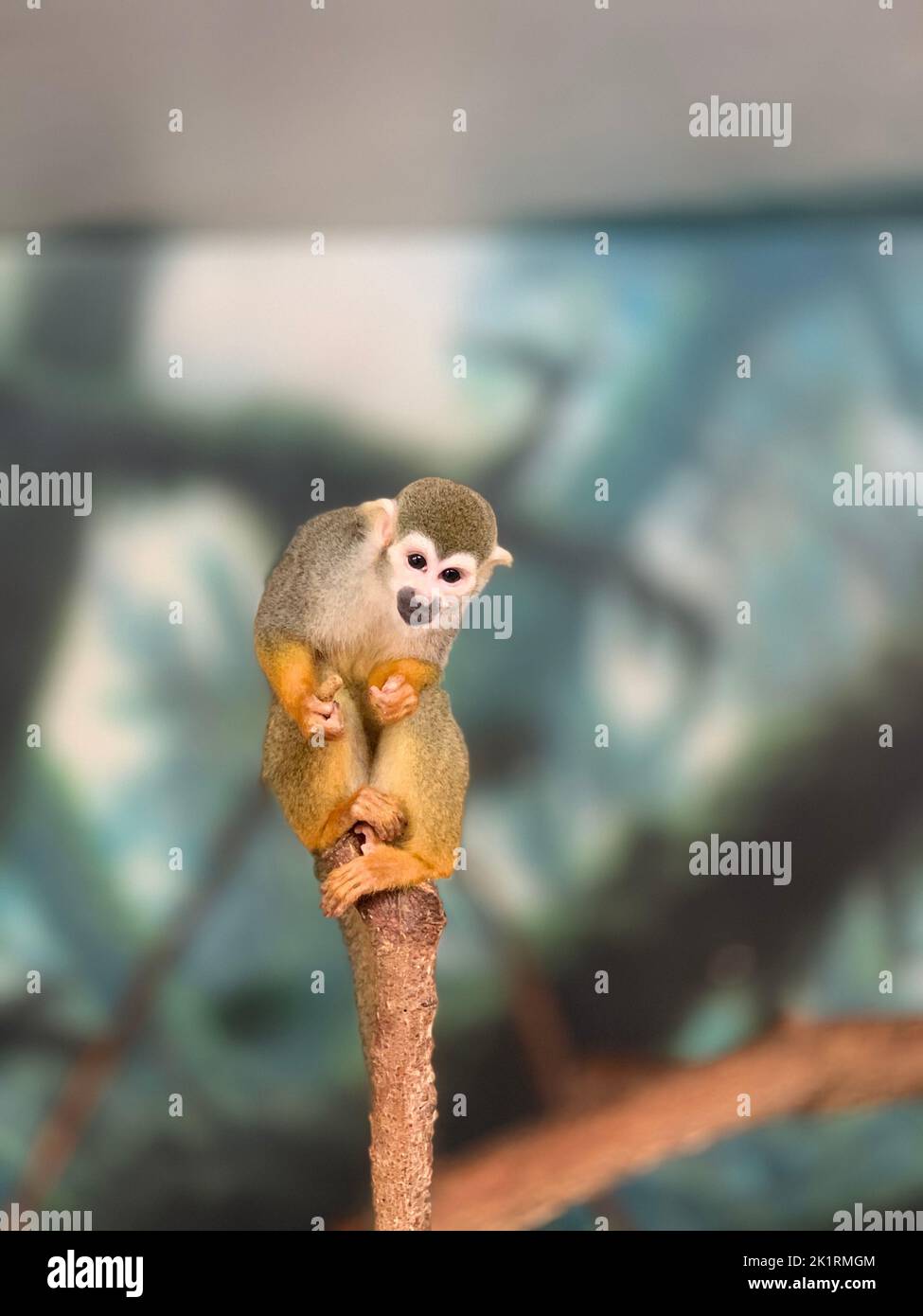 A view of a cute squirrel monkey sitting on a branch in a zoo Stock Photo - Alamy