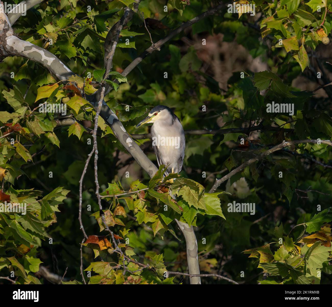 A black-crowned night heron (Nycticorax nycticorax) on a green tree ...