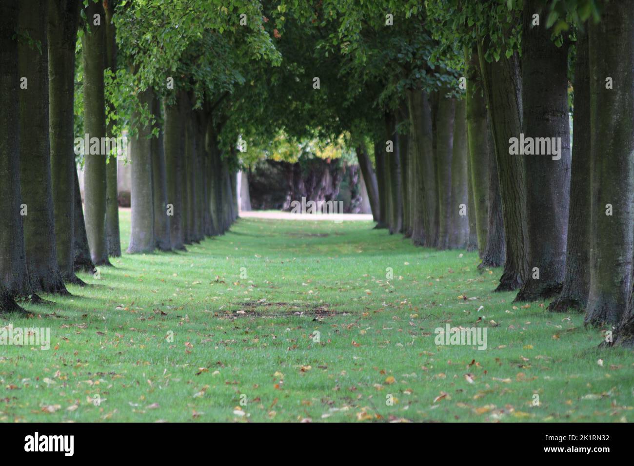 A pathway in a green park with tall trees Stock Photo - Alamy