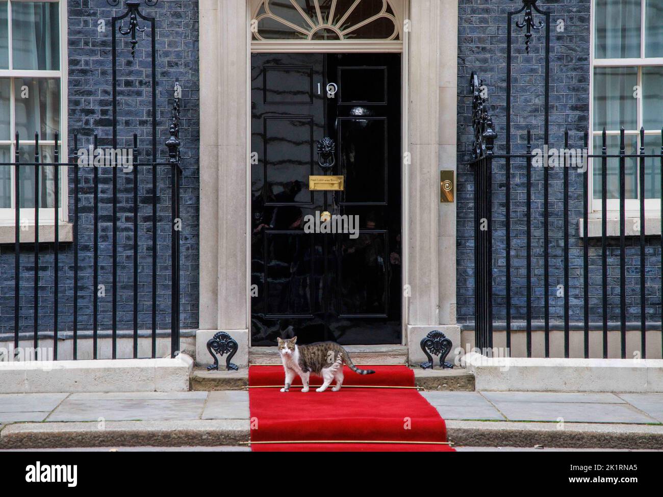 Larry the Downing Street Cat, poses on the red carpet outside Number 10 ...