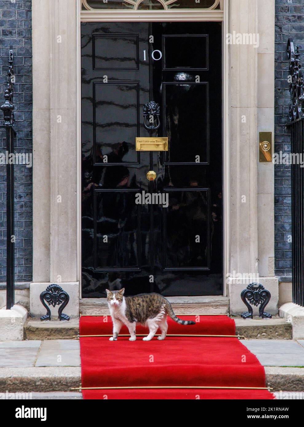 Larry the Downing Street Cat, poses on the red carpet outside Number 10 ... Larry the Downing Street Cat, poses on the red carpet outside Number 10 ...