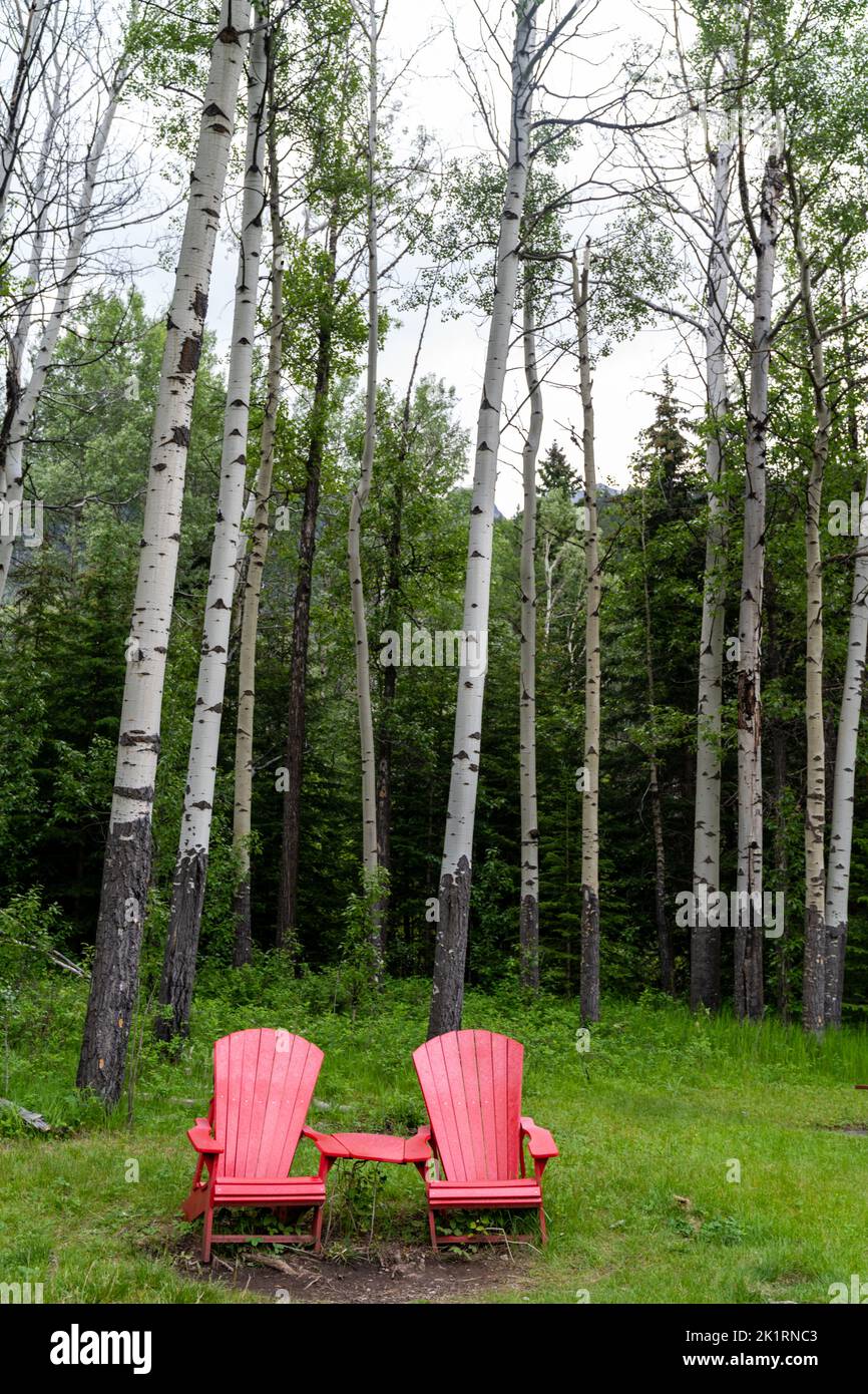 Grove of birch trees growing along the Bow Valley Parkway in Banff ...