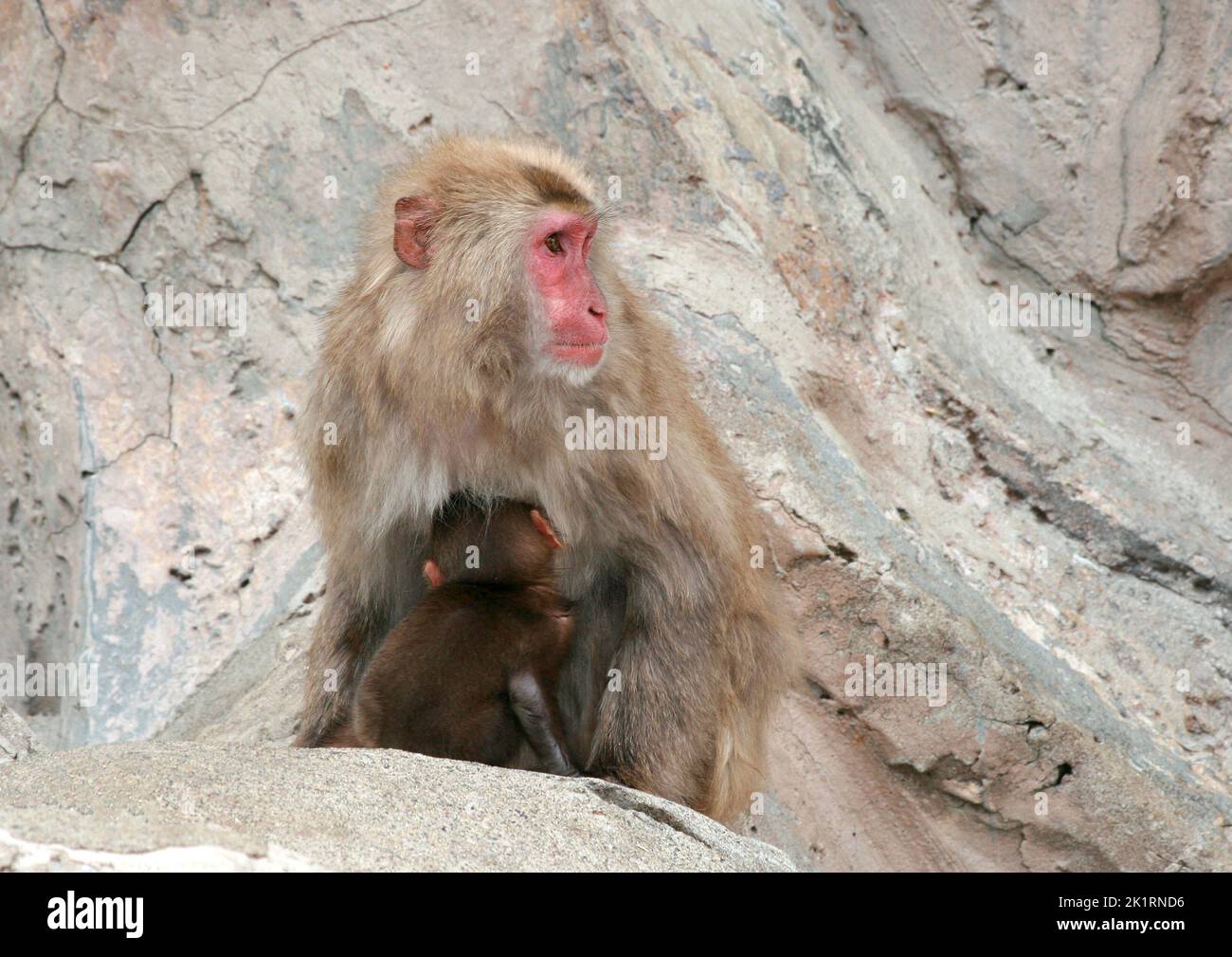 Japanese Macaque Snow Monkey Mother with Baby at local zoo in Tokyo ...