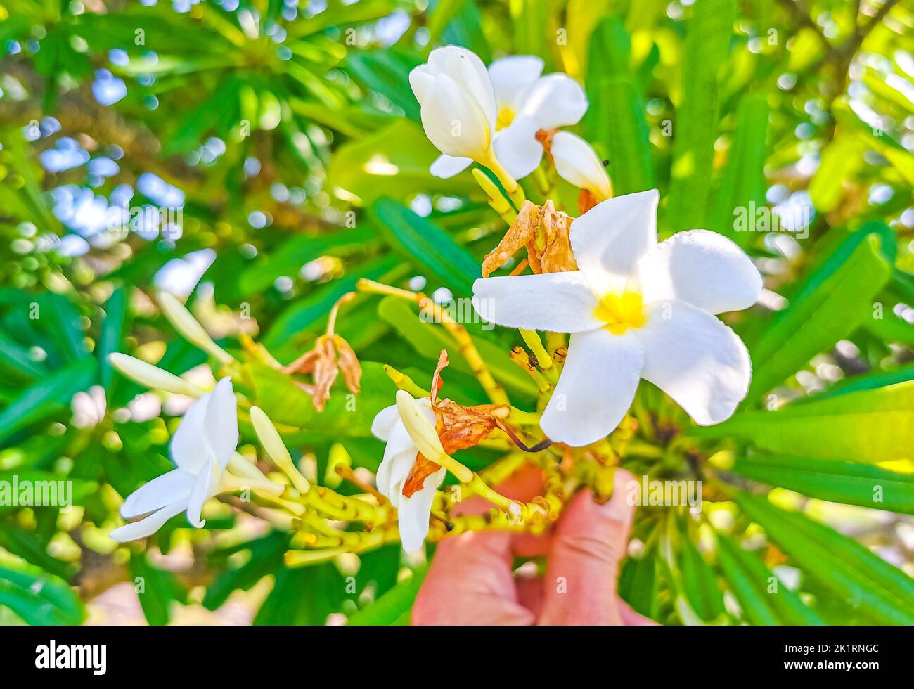 Plumeria plant with white and yellow flowers with natural green ...