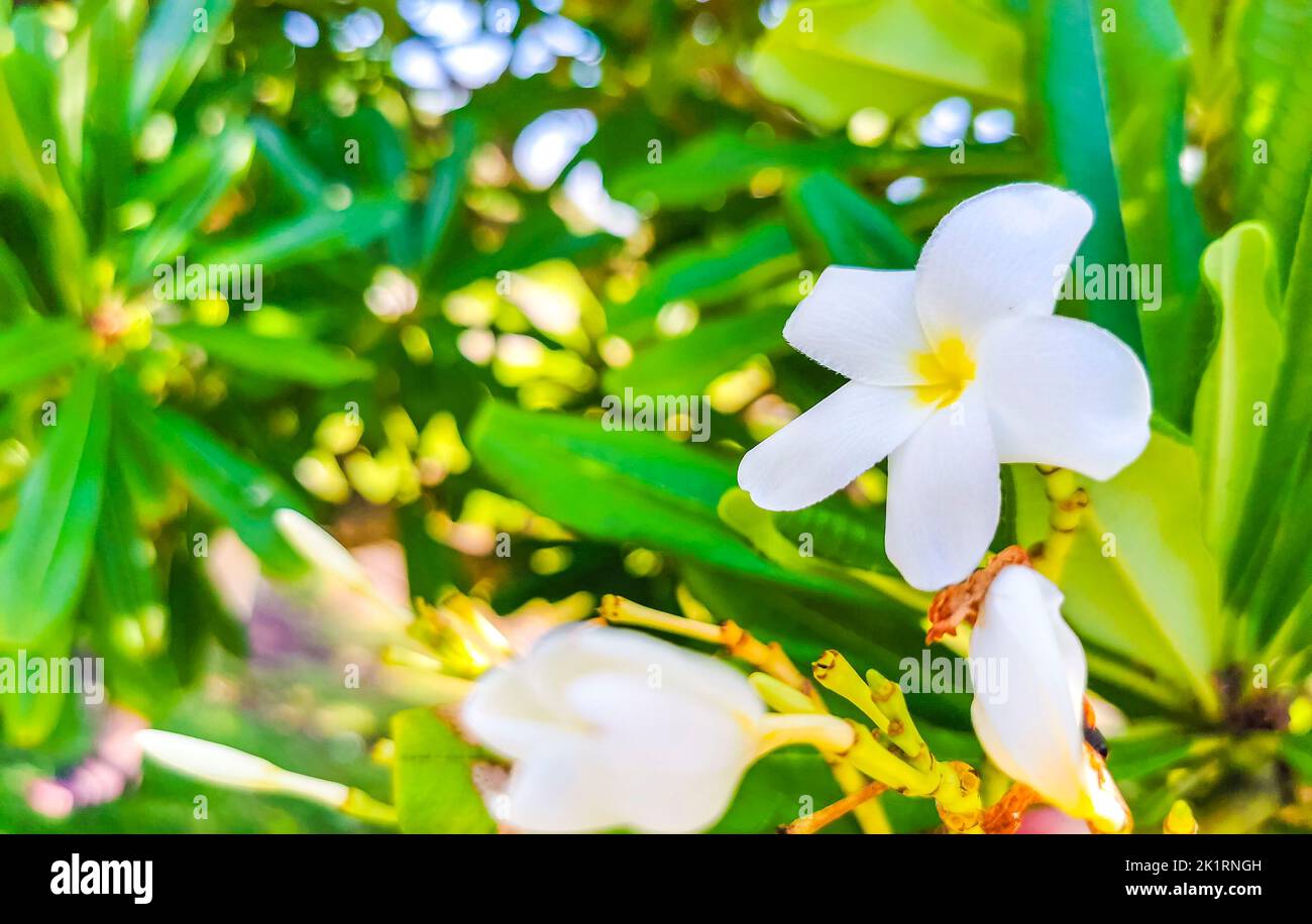 Plumeria plant with white and yellow flowers with natural green ...