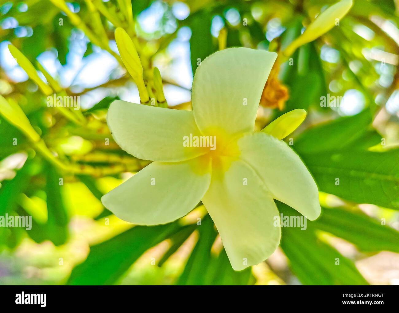 Plumeria plant with white and yellow flowers with natural green ...
