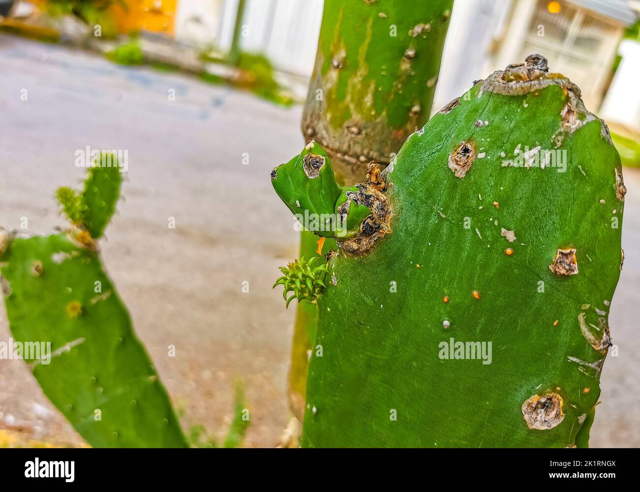 Spiny green cactus cacti plants and trees with spines fruits in Playa ...