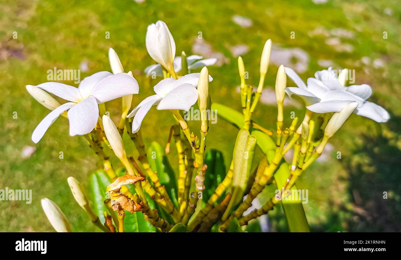 Plumeria plant with white and yellow flowers with natural green ...