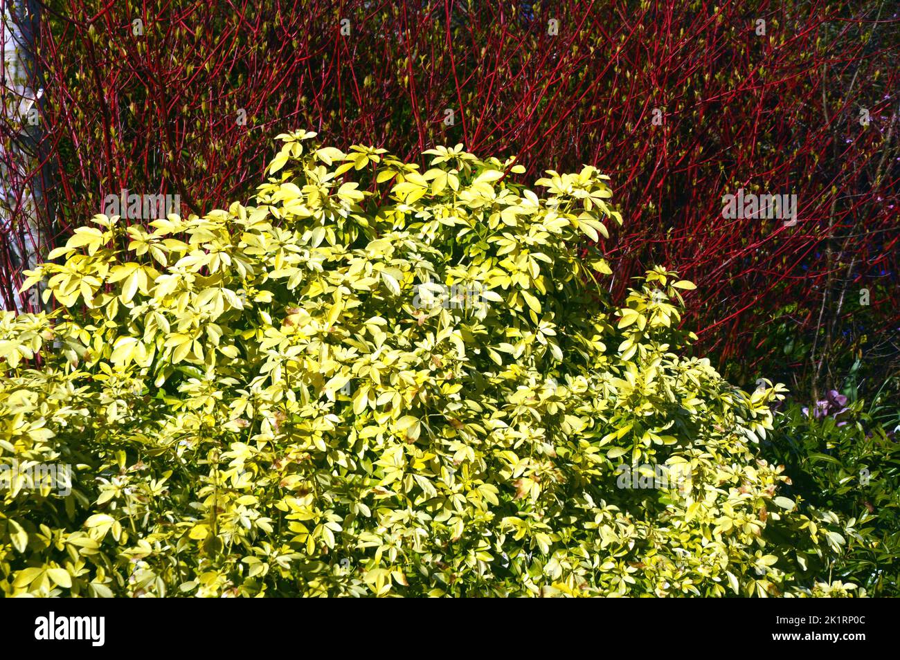 Green Choisya Ternata 'Sundance' & Red Cornus Alba 'Sibirica' (Siberian ...