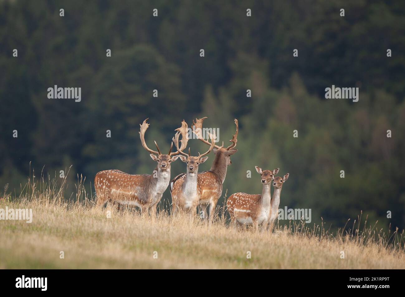 Fallow deer during rutting time. Fallow deer in the autumn. European ...