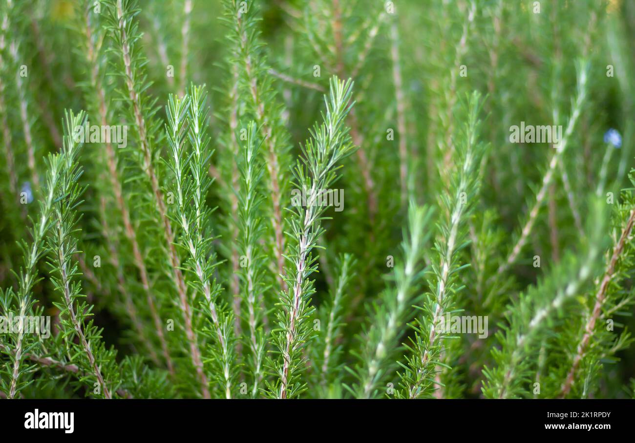 Close-up fresh organic Rosemary herb grow outdoor. Aromatic and ...