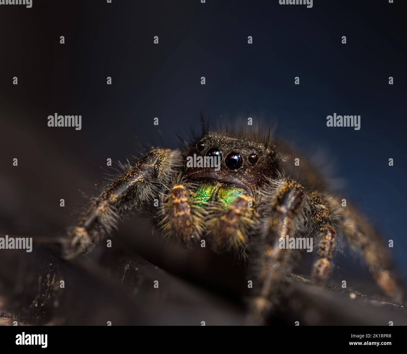A closeup of jumping spider isolated in blurred background Stock Photo ...
