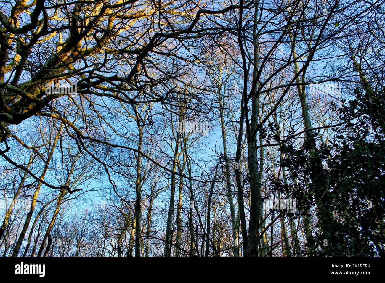 A scenic view of tall wooden trees in the woodlands in Querqueville ...