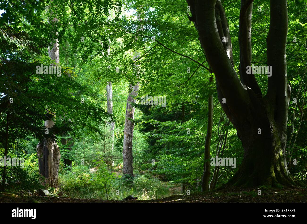 Scottish native broadleaved woodlands hi-res stock photography and ...
