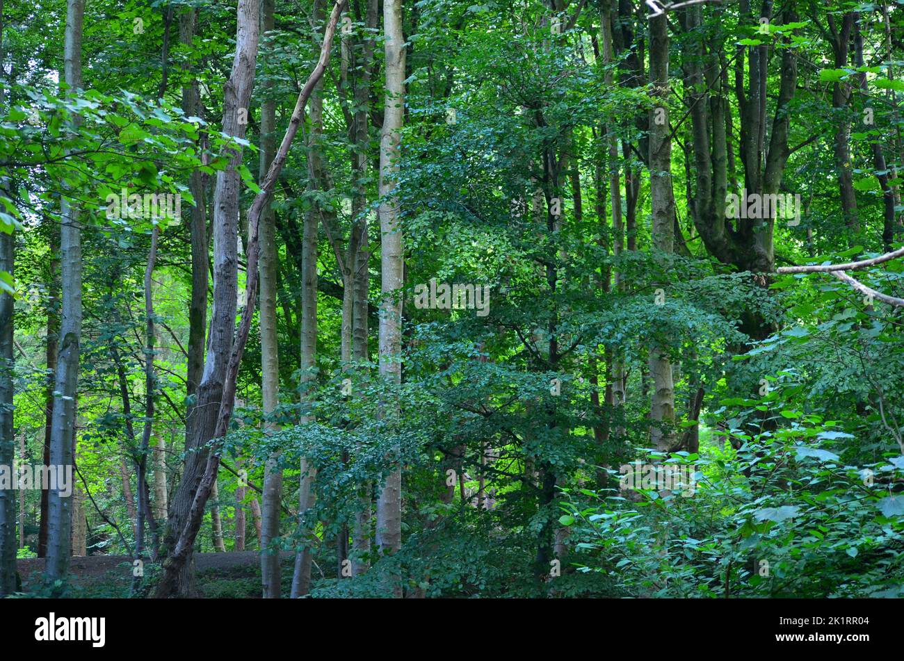Scottish native broadleaved woodlands hi-res stock photography and ...