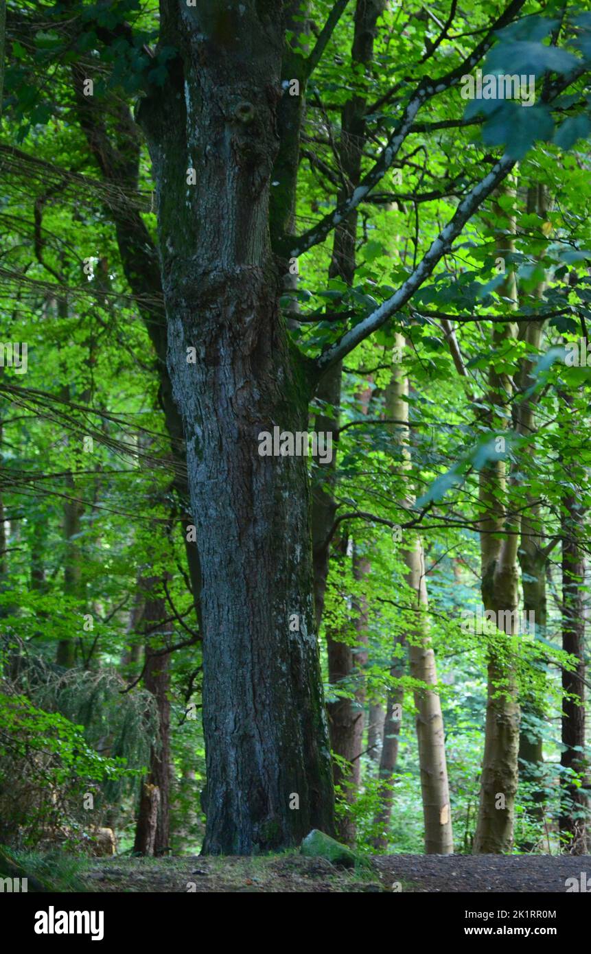 Den Wood, between Cults and Hazlehead park in Aberdeen, one of the few ...