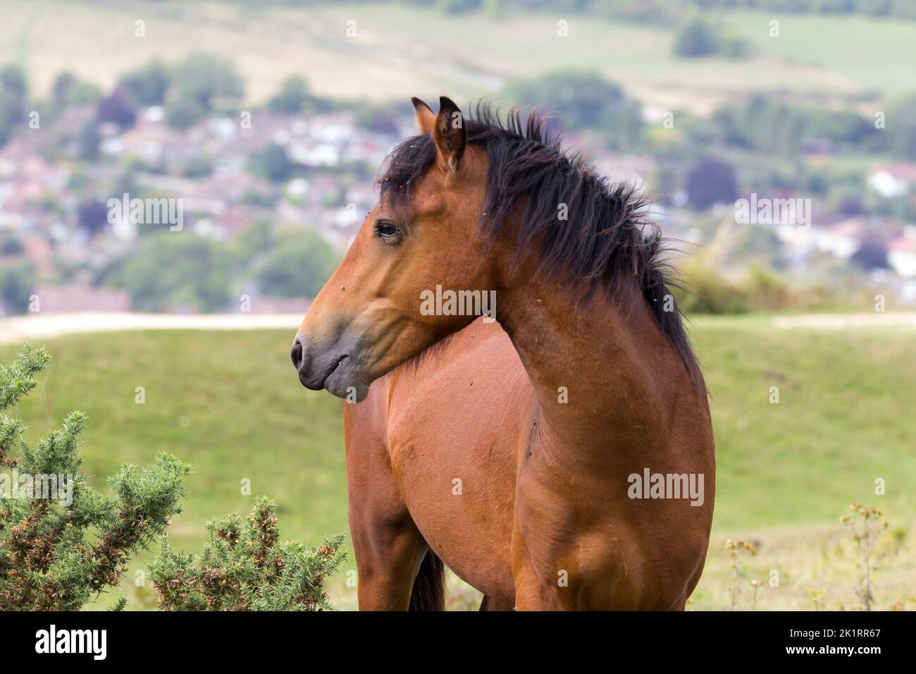 Cissbury ring wild pony hi-res stock photography and images - Alamy
