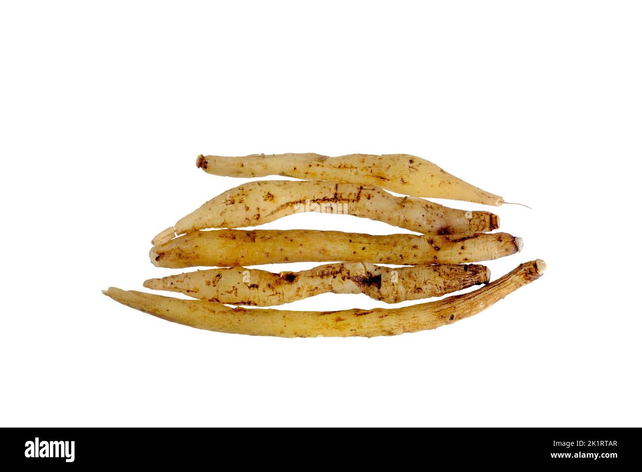 Fingerroot or other name is Chinese ginger (Boesenbergia rotunda ...