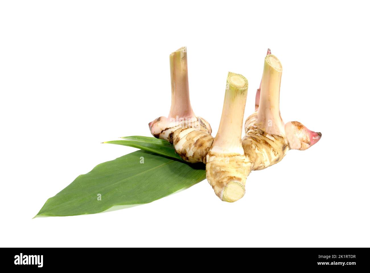 Fresh galangal rhizomes root and green leaf isolated on white ...