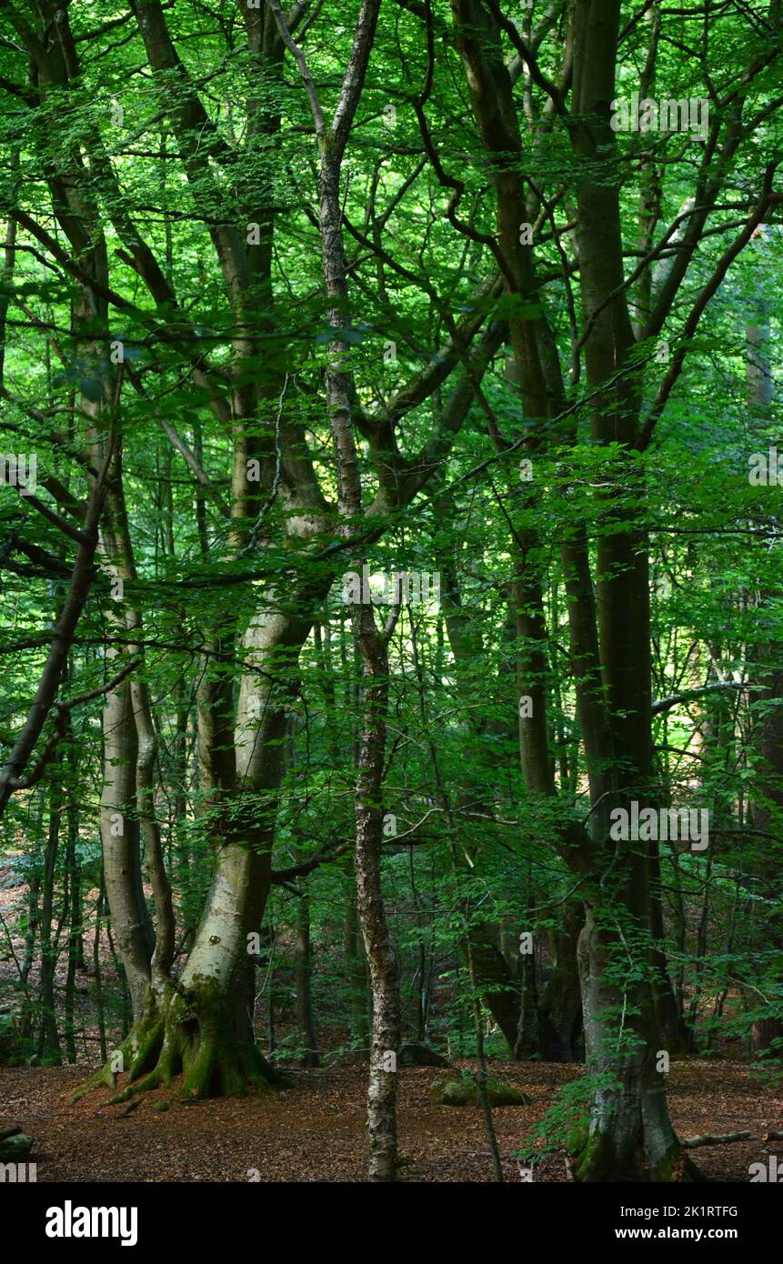 Aberdeen city parks and forests hi-res stock photography and images - Alamy